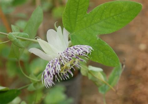 Passiflora Tucumanensis · Inaturalist