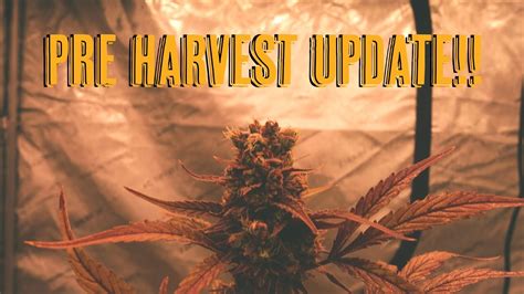 Pre Harvest Update Youtube