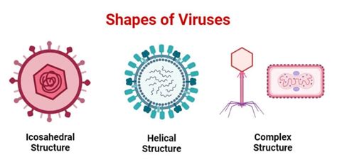 What Are Viruses A Complete Study Note And Guide