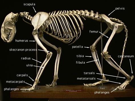 Diagram Of A Cheetah