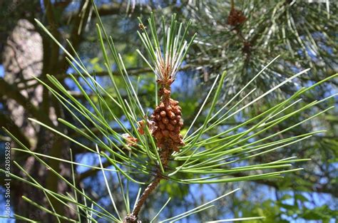 Zapfen Der Strand Kiefer Wachsen Pinus Pinaster Kiefernzapfen Stock