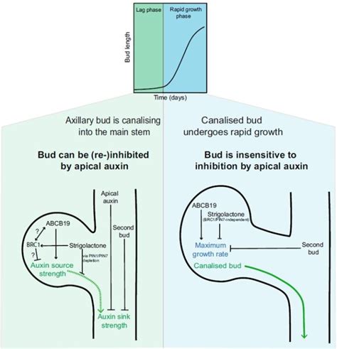 Lag Then Leg It An Updated Two Phase Model For Axillary Bud