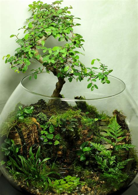 The Ancient Tree Eaplc