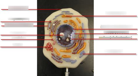 Lab Practical 1 Diagram Quizlet