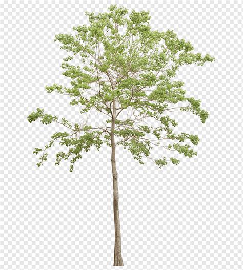 Dibujo del árbol de Navidad arquitectura día de Navidad planta