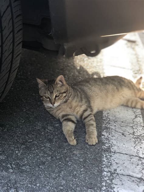 고양이 좋아해🐱🐱🐱 인스티즈 Instiz 일상 카테고리