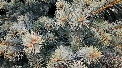 Pine Tree Wallpapers Images Wallpapercat