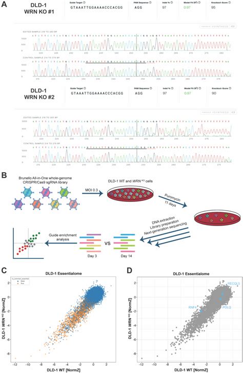 Crispr Cas9 Screens In Wt And Wrn Ko Dld 1 Cells Seek To Clarify Wrn