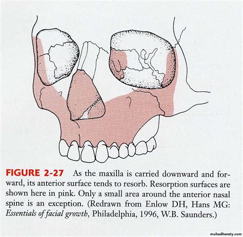 Types Of Skeletal Growth Pptx د سعيد السماك كلاسرووم Muhadharaty