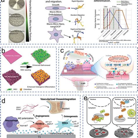 Ti‐based Nanostructures For Bone Regeneration A Schematic