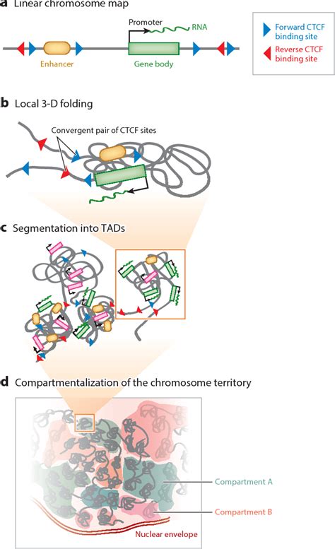 Figure 1 From Ctcf And Cohesin In Genome Folding And Transcriptional