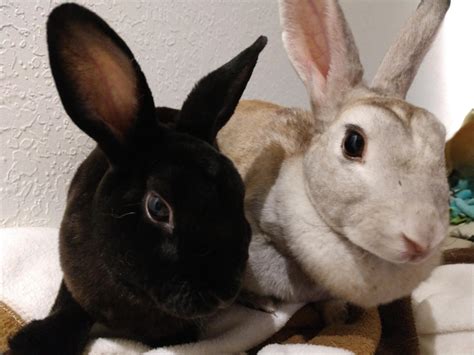 Odysseus And Penelope Hes 4 Mo Shes 3yo R Hairybuns