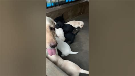 Labrodor Puppies 😍 Youtube