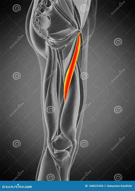 Adductor Longus Muscle Location With Hips And Leg Bones Outline Diagram