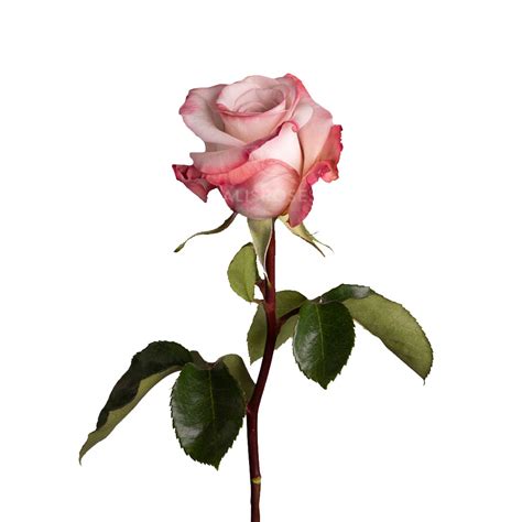 Aly Rose Alisroses Premium Roses