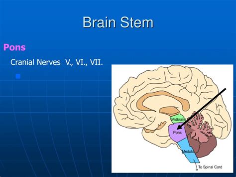 Ppt Gross Anatomy And Development Of The Brain Stem And Cerebellum