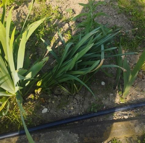 Irisi Ljiljaninarcise Perunike I đurđice