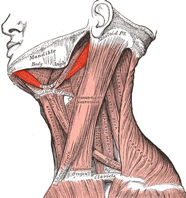 Chpt 15 Neck And Trunk Flashcards Quizlet