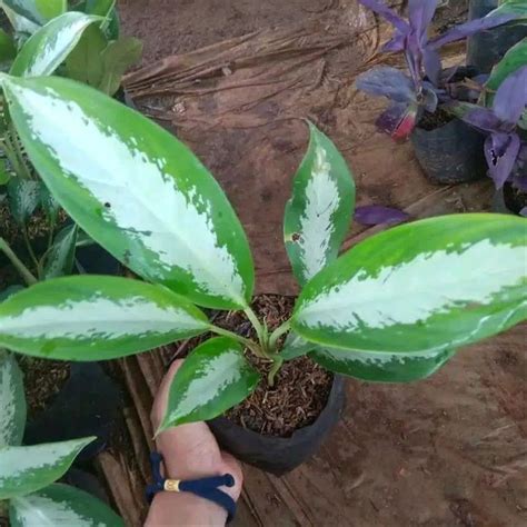 Jual Tanaman Hias Aglaonema Blanceng Susu Shopee Indonesia