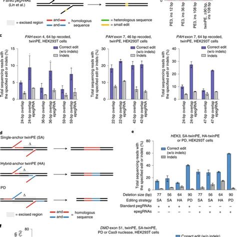Site Specific Large Genomic Sequence Inversion With Twinpe And Bxb1