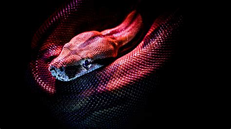 Boa Constrictor Wallpapers Top Free Boa Constrictor Backgrounds