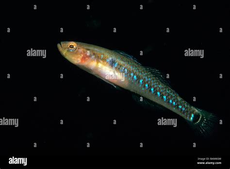 Two Spotted Goby Gobiusculus Flavescens Alesund North Atlantic Norway