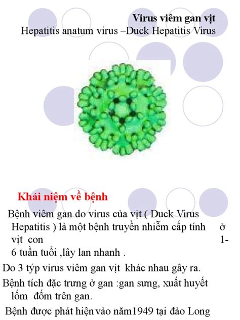 Duck Hepatitis Virus Converti Pdf