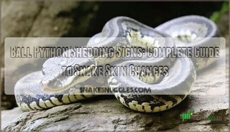 Ball Python Morph Market Breeders Trends Care And Top Morphs