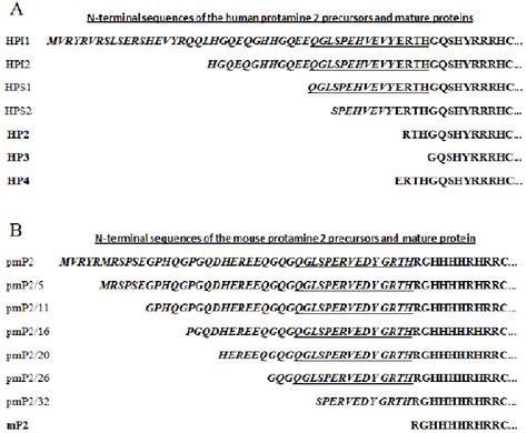 N Terminal Sequences Of Th E Protamine 2 Precursors And The Download Scientific Diagram