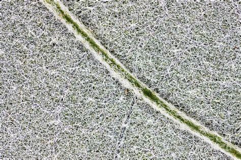 Buddleia Leaf Photograph By Dr Keith Wheeler Science Photo Library