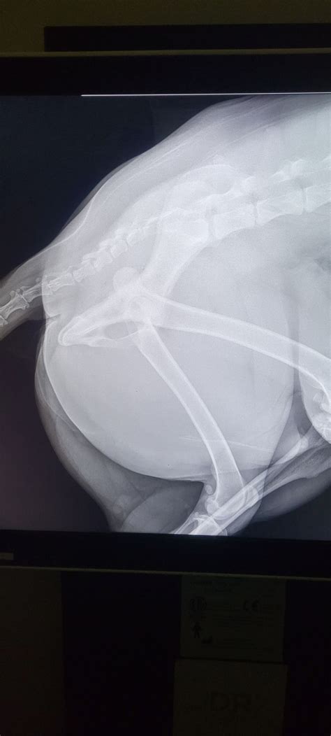 Mohammad Abdelhameed On Linkedin Craniodorsal Hip Luxation And Ehmer
