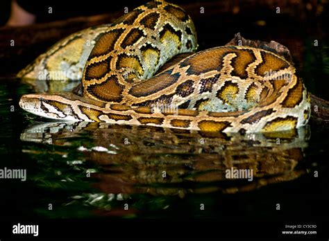 Burmese Python Python Molurus Bivittatus Native To China And Malaysia Stock Photo Alamy