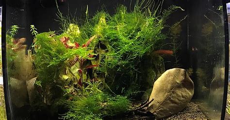 Fluval Flex 15 Gallon For Sale From Ann Arbor Michigan Includes All