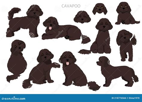 Cavapoo Mix Breed Clipart Different Poses Coat Colors Set Stock