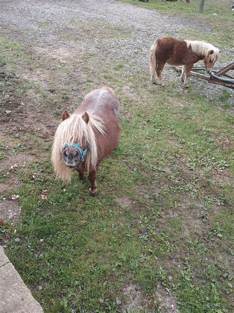 Kobylka Česká Lípa Bazošcz