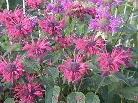 Monarda