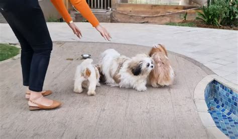 8 Types of Shih Tzu and How to Identify Them?