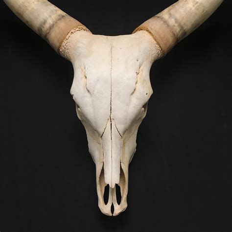 Ankole Watusi Skull