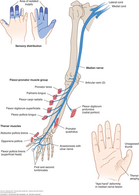 Appendix C Spinal Nerves And Plexuses Clinical Neuroanatomy 27e