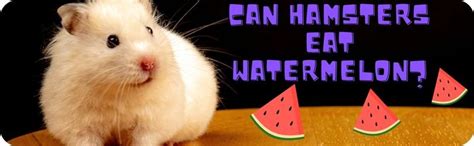 Can Hamsters Eat Watermelon A Balanced Guide To Fruit Treats