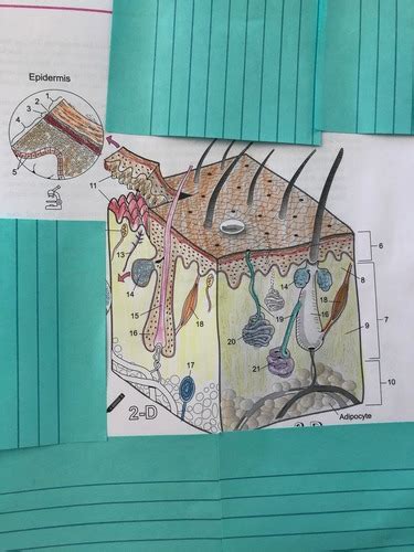 Integumentary System Flashcards Quizlet