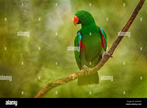 Papuan Eclectus Red Sided Eclectus Eclectus Polychloros Green Big Parrot From New Guinea