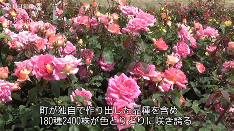 園内に甘い香り 駕与丁公園バラ見ごろ 福岡 毎日動画