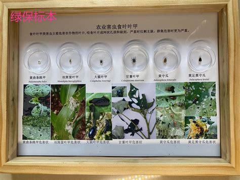 农业害虫食叶害虫标本 昆虫分类盒装标本 昆虫成虫标本 产品中心 绿保标本 植物病害虫害标本厂家 植物病害玻片切片标本生产厂家 植物病