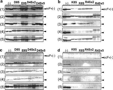 Expression Of Scfv With Various Charged Tails In E Coli Four E Coli
