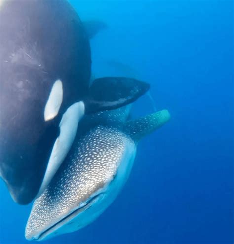 Newborn Whale Shark