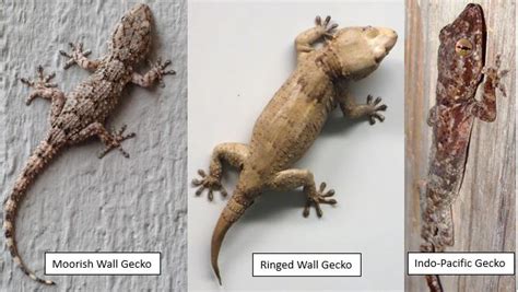 10 Types Of Geckos In California Id Guide Bird Watching Hq