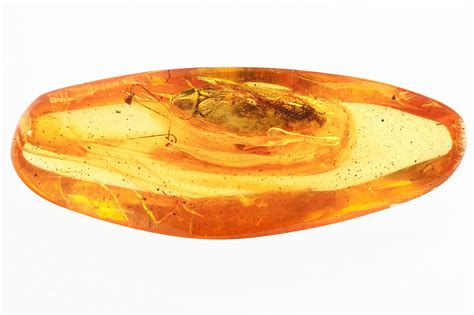 Large Fossil Cockroach Blattodea In Baltic Amber Rare 328116 For Sale