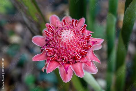 Etlingera Elatior Torch Ginger Red Ginger Lily Porcelain Rose Or