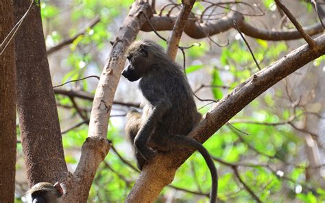 Wallpaper Monkey In The Tree 3840x2160 UHD 4K Picture Image